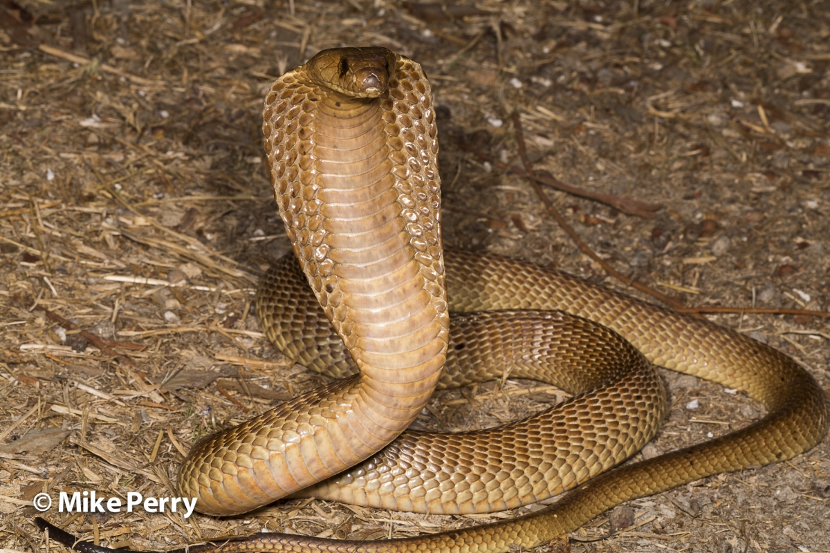 Cape Cobra - African Reptiles & Venom