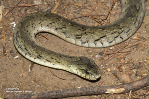 Rhombic Night Adder - African Reptiles & Venom