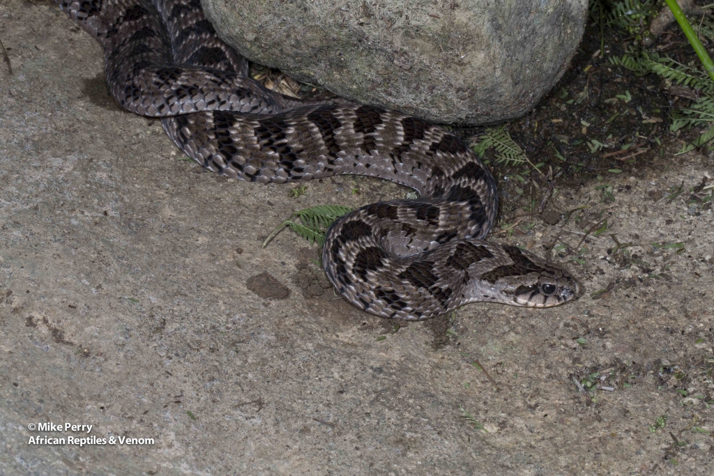 Rhombic Night Adder - African Reptiles & Venom