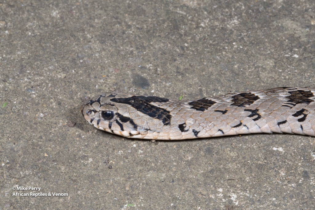 Rhombic Night Adder - African Reptiles & Venom