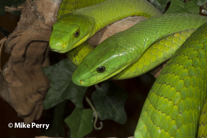 The Green Mambas of Africa - African Reptiles & Venom