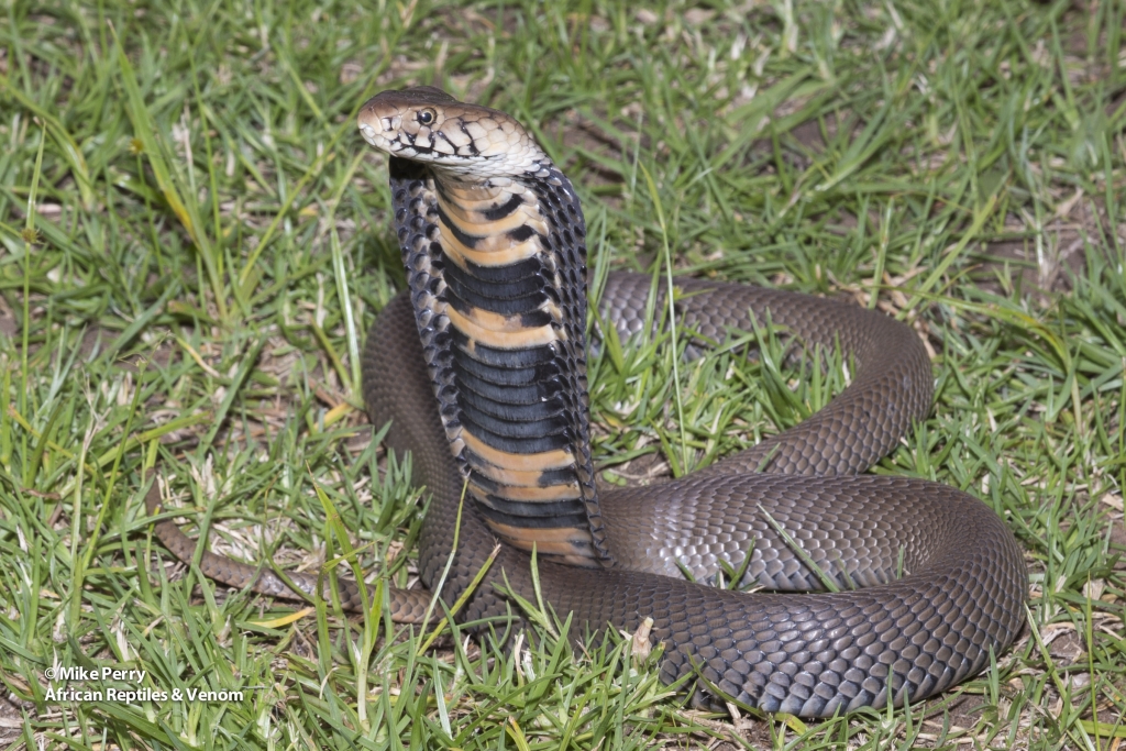 Rinkhals vs Mozambique Spitting Cobra - What's The Difference ...
