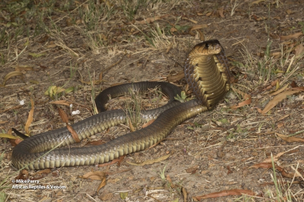 Snouted Cobra - African Reptiles & Venom