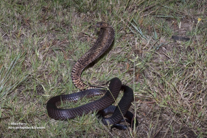Cape Cobra - African Reptiles & Venom