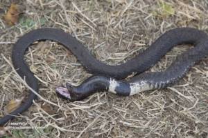 Rinkhals - African Reptiles & Venom