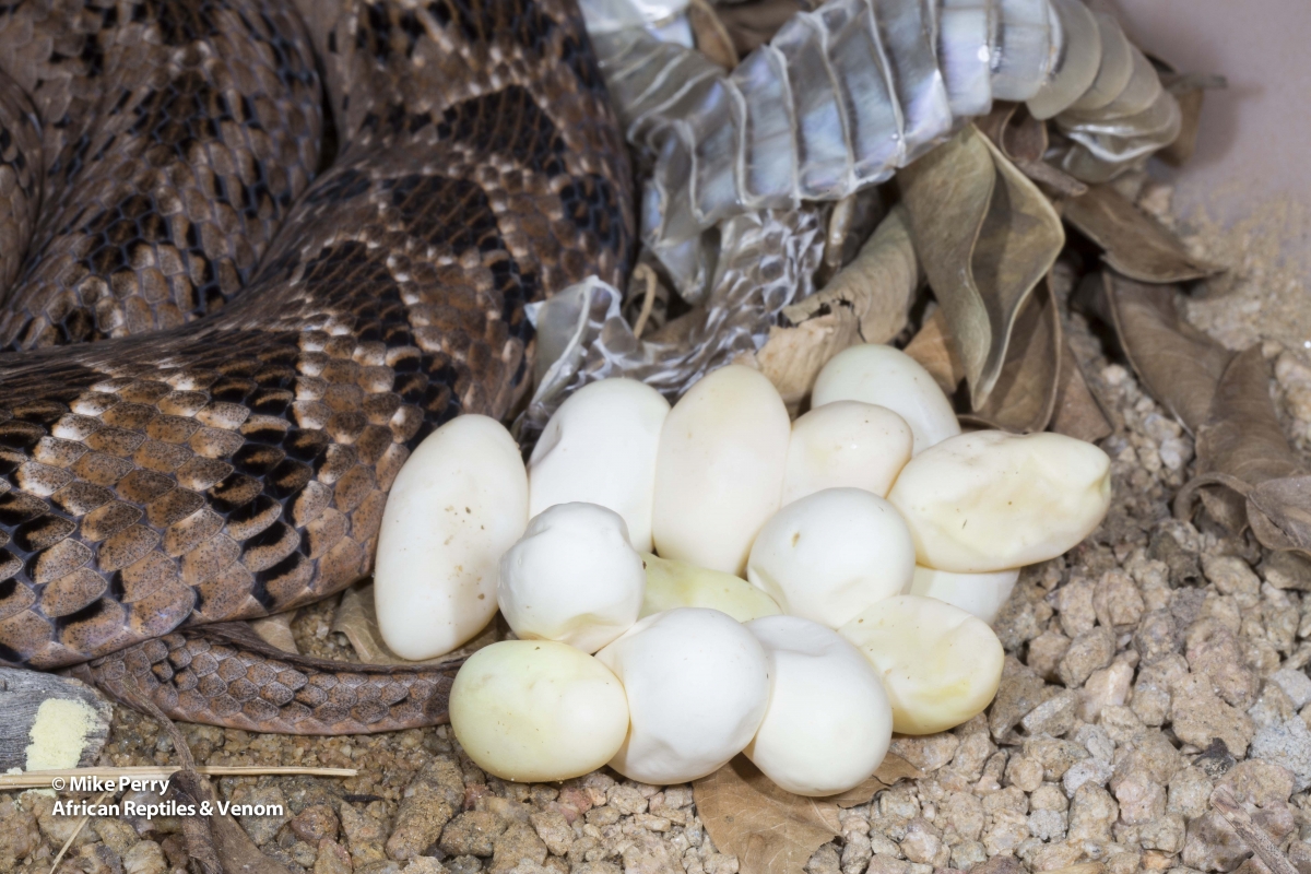 Snouted Night Adder - African Reptiles & Venom