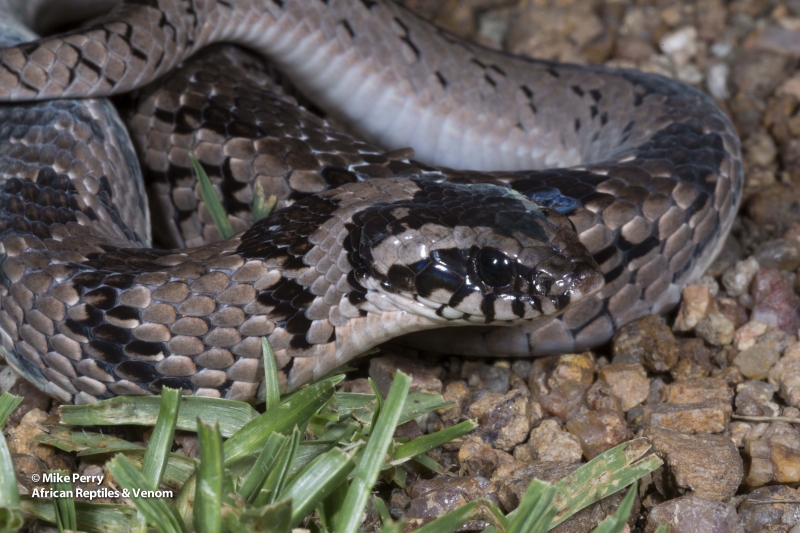 Snouted Night Adder - African Reptiles & Venom
