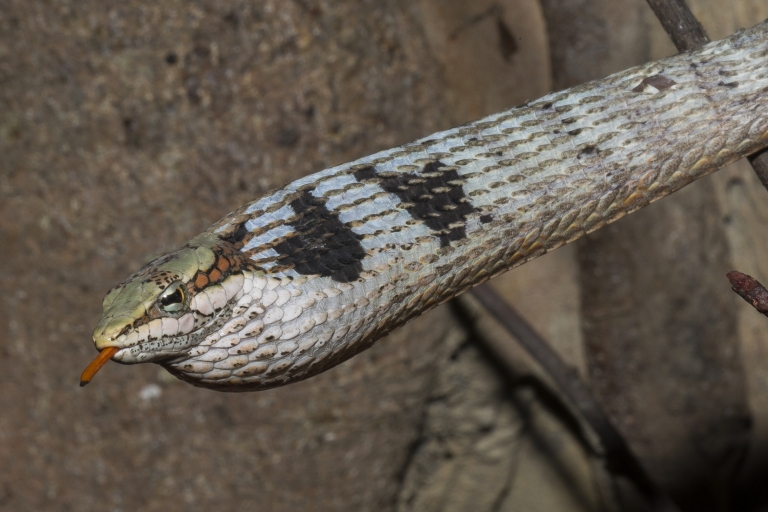 Vine or Twig Snake - African Reptiles & Venom