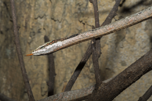 Vine or Twig Snake - African Reptiles & Venom