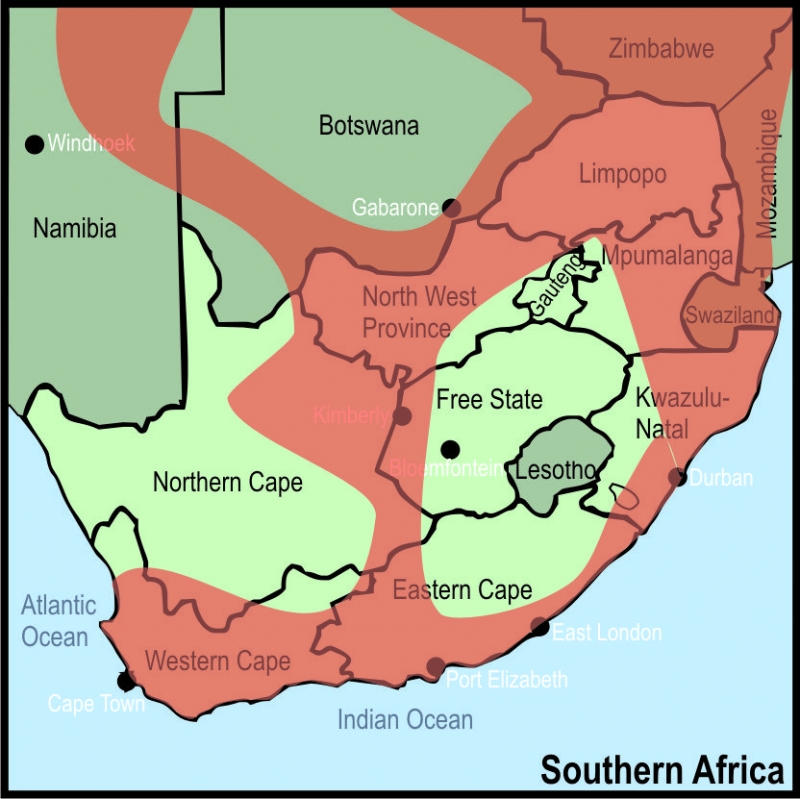 Boomslang - African Reptiles & Venom