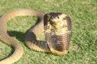 Snouted Cobra - African Reptiles & Venom