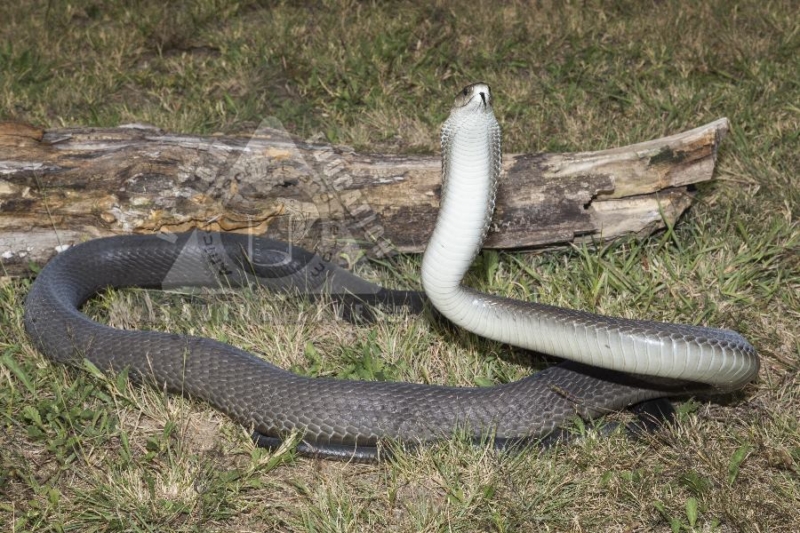Dangerous Snakes of the North West Province - African Reptiles & Venom