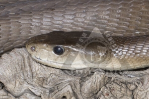 Black Mamba - African Reptiles & Venom