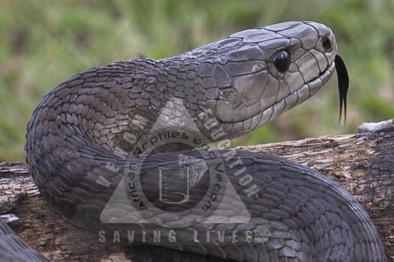 Black Mamba - African Reptiles & Venom