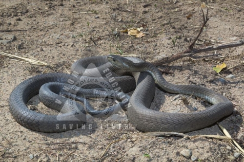 Black Mamba - African Reptiles & Venom