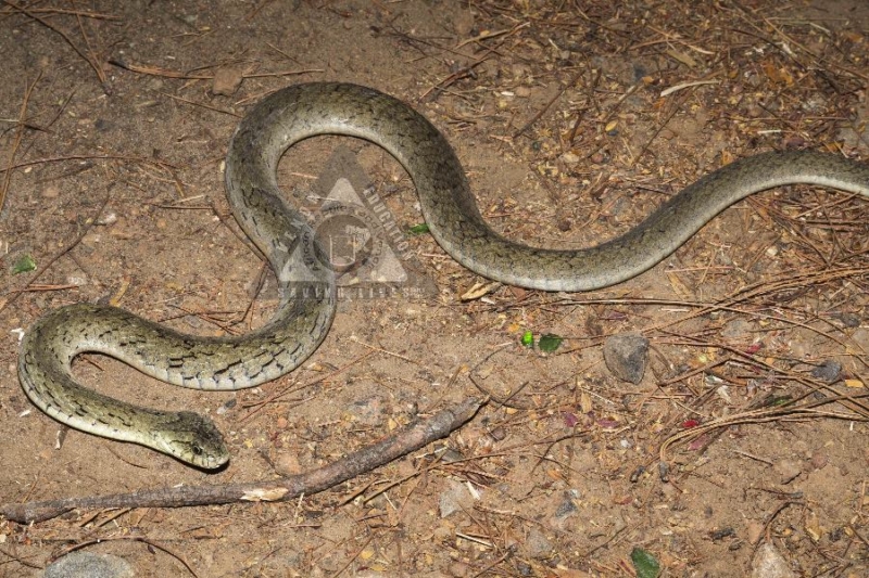 Rhombic Night Adder - African Reptiles & Venom