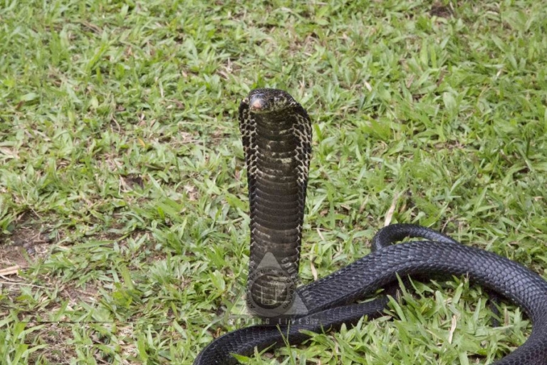 Brown Forest Cobra - African Reptiles & Venom