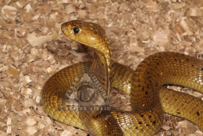 Cape Cobra - African Reptiles & Venom