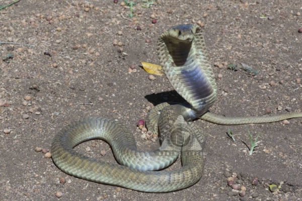 Snouted Cobra - African Reptiles & Venom