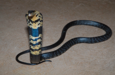 Forest Cobras: 1 species becomes 5 species. - African Reptiles & Venom