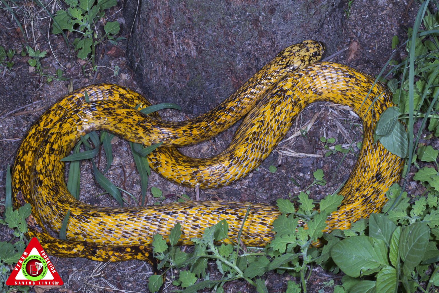 Dangerous Snakes of The Western Cape Province - African Reptiles & Venom