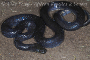 IVUZAMANZI: A Mythical Deadly Serpent that Lives in the Water ...