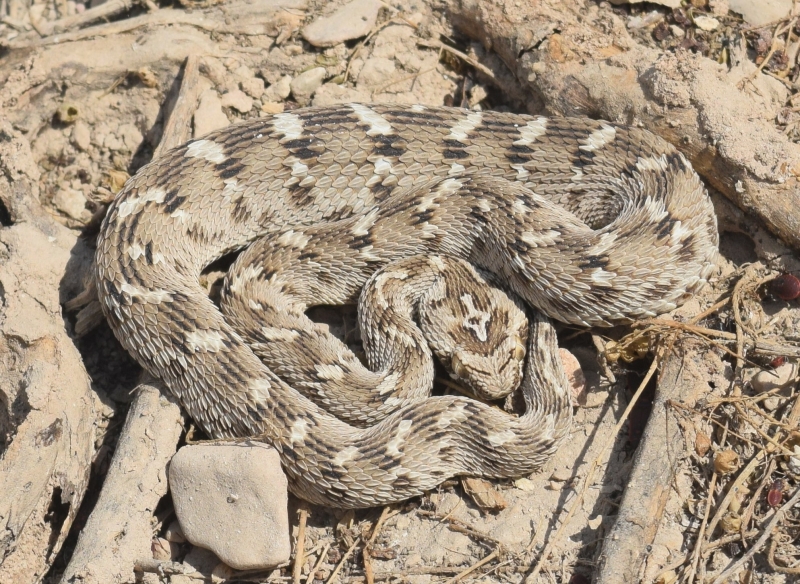 Saw-scaled or Carpet Vipers - African Reptiles & Venom