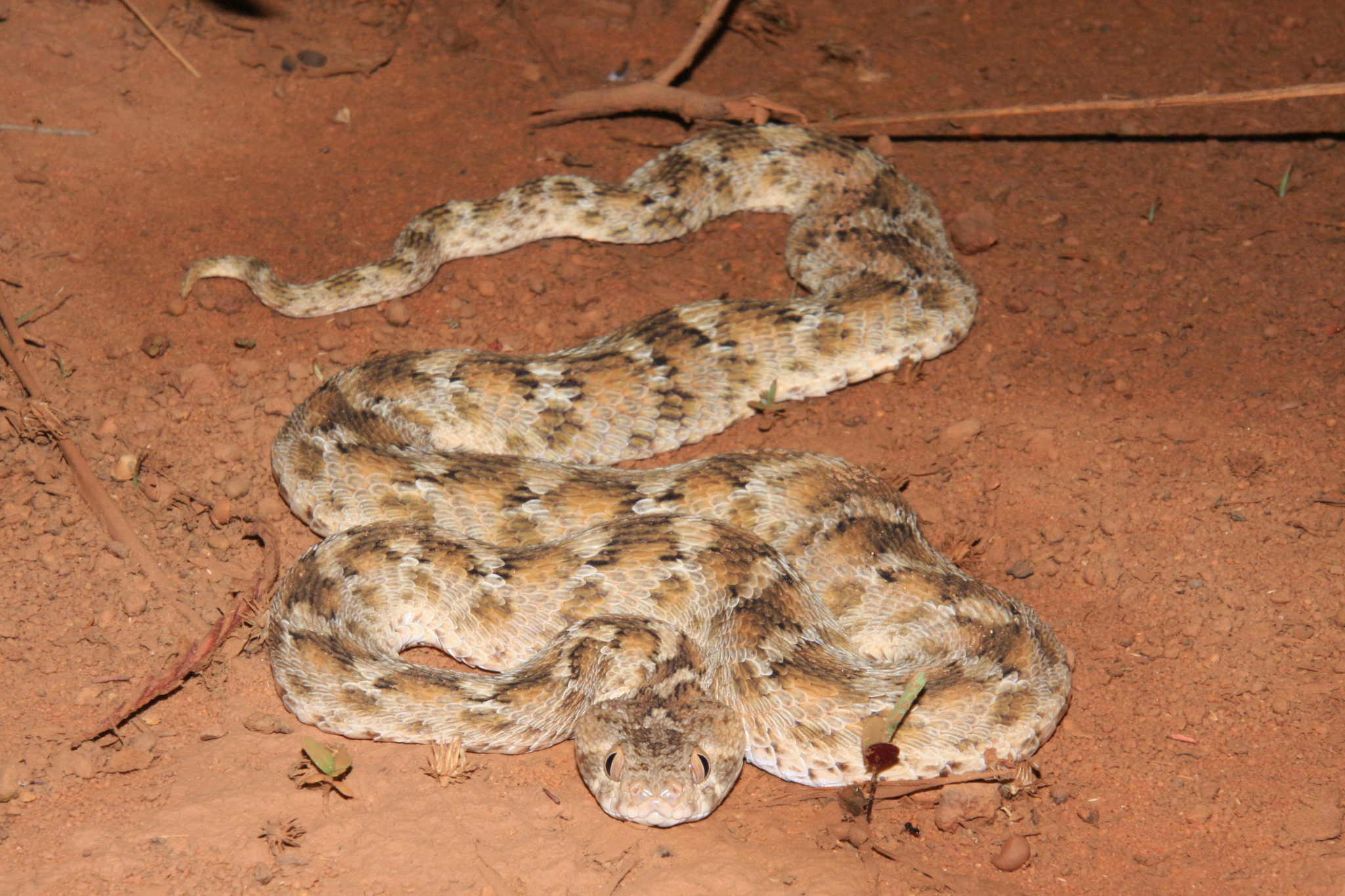 Saw-scaled or Carpet Vipers - African Reptiles & Venom
