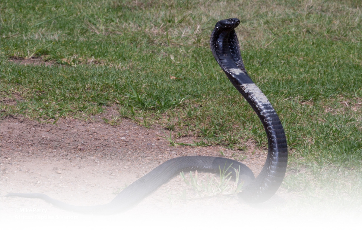 Rinkhals - African Reptiles & Venom