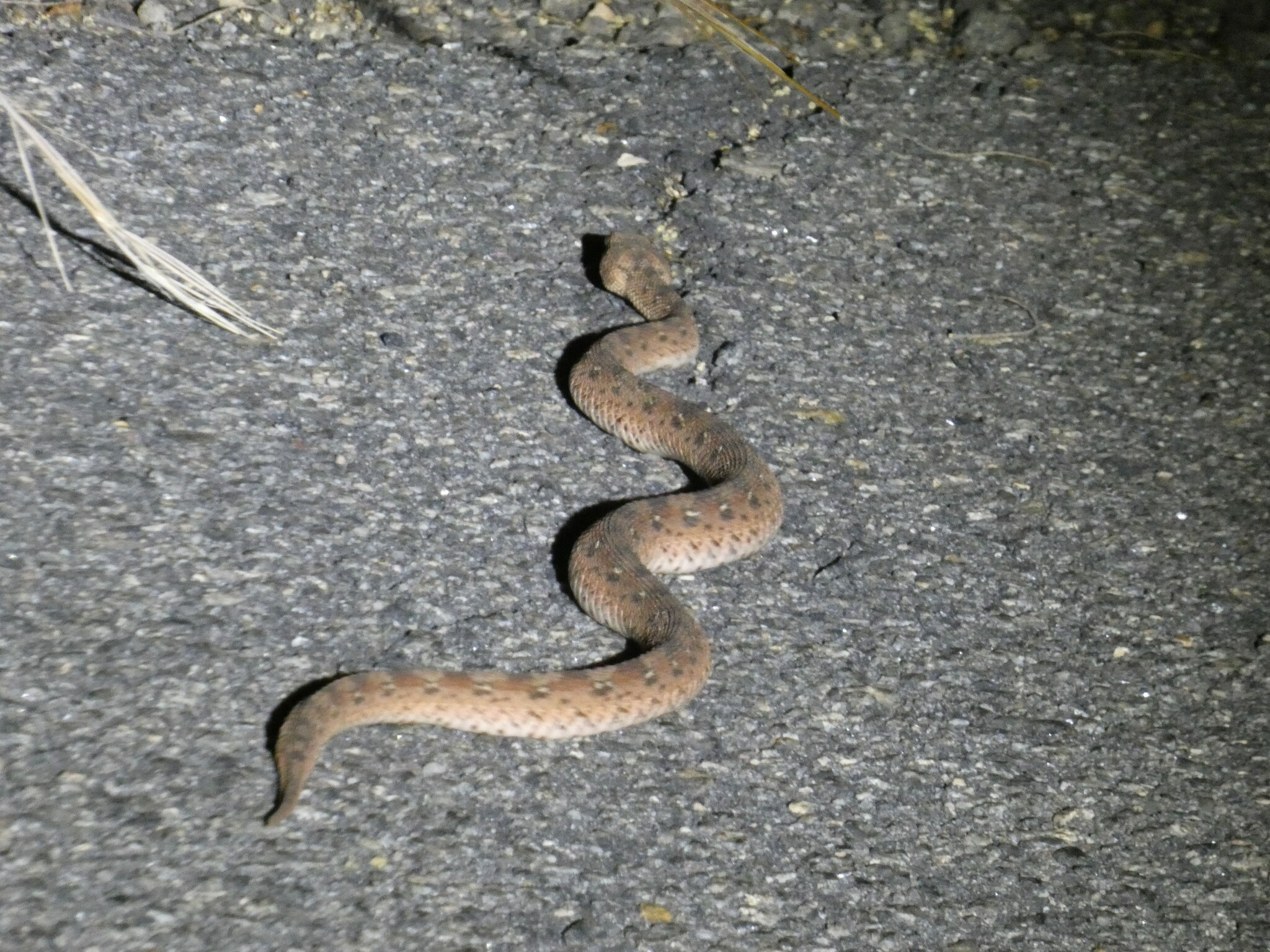Saw-scaled or Carpet Vipers - African Reptiles & Venom