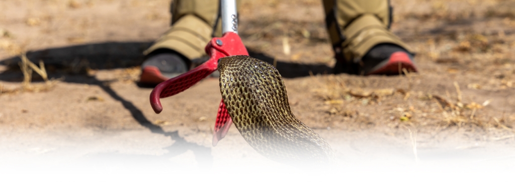 African Reptiles & Venom | Snake Handling & PPE Equipment