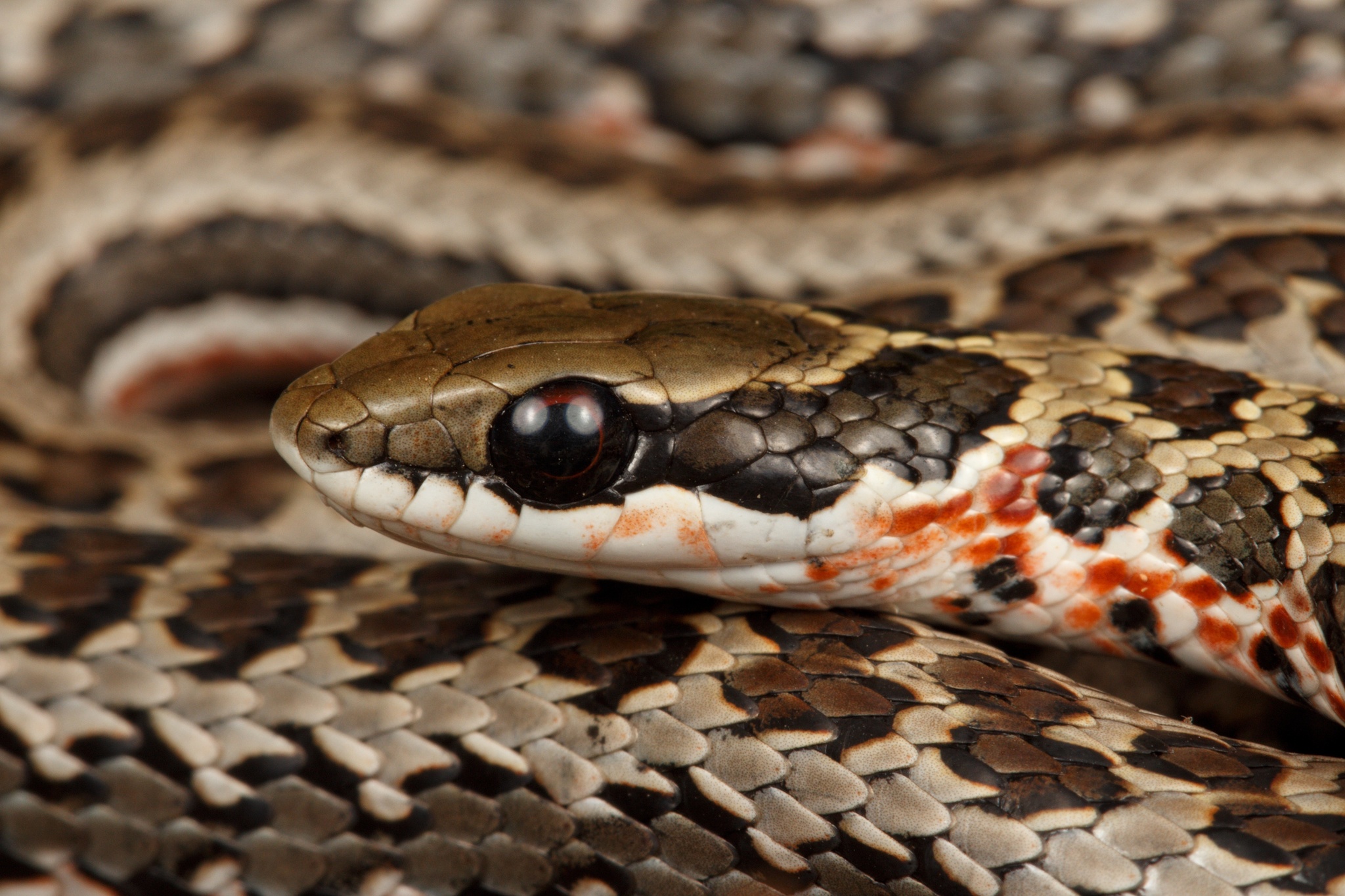 Dangerous Snakes of The Northern Cape Province - African Reptiles & Venom