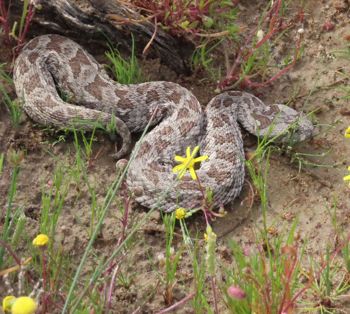 Dangerous Snakes of The Western Cape Province - African Reptiles & Venom