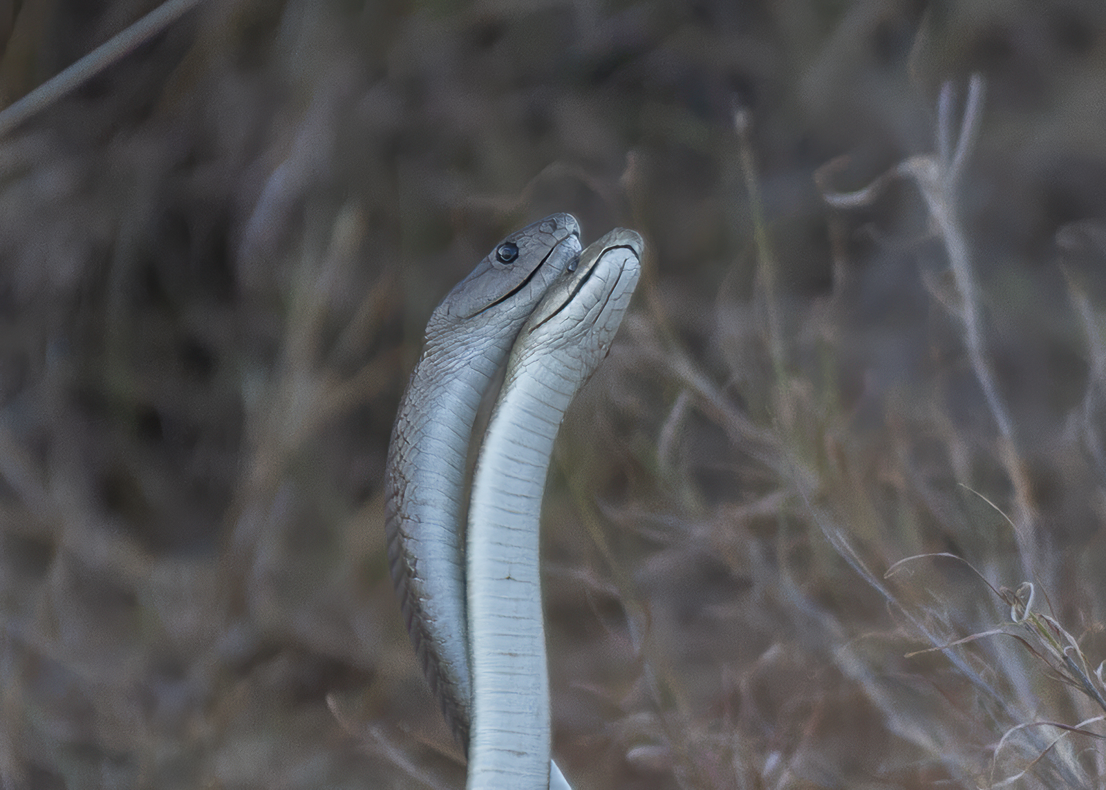 Dangerous Snakes of the North West Province - African Reptiles & Venom